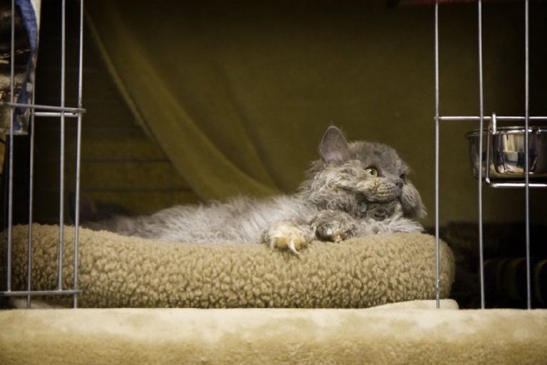 Лаперм: описание, фото, уход, характер, цена - kisa.su